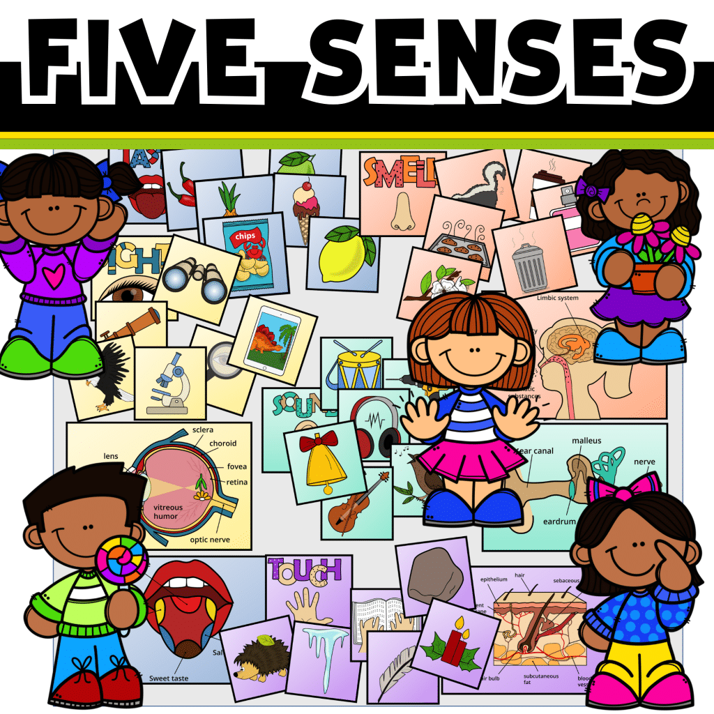 Five Senses Lesson and Activities for Preschool Kindergarten ...